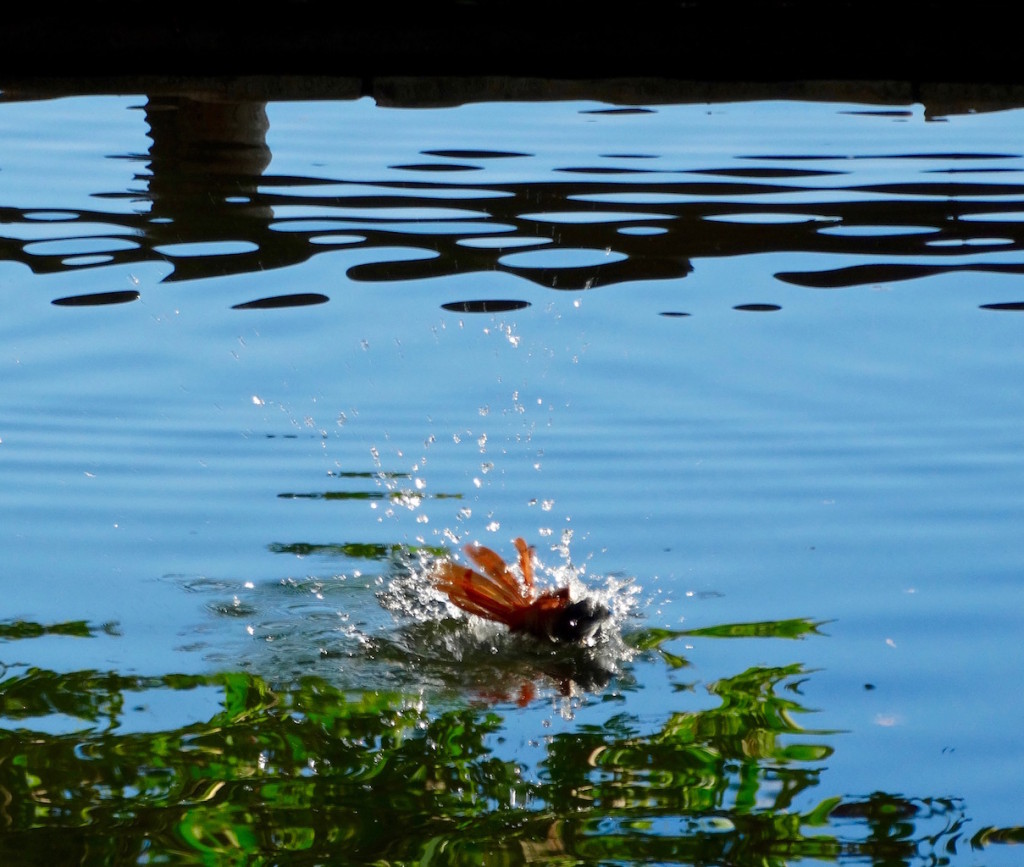 Cohabiting with Fashionista Flycatchers – SavannaBel